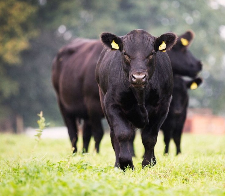 ΓΝΩΡΙΣΤΕ ΤΗΝ BLACK ANGUS - Meat & Grill Stories